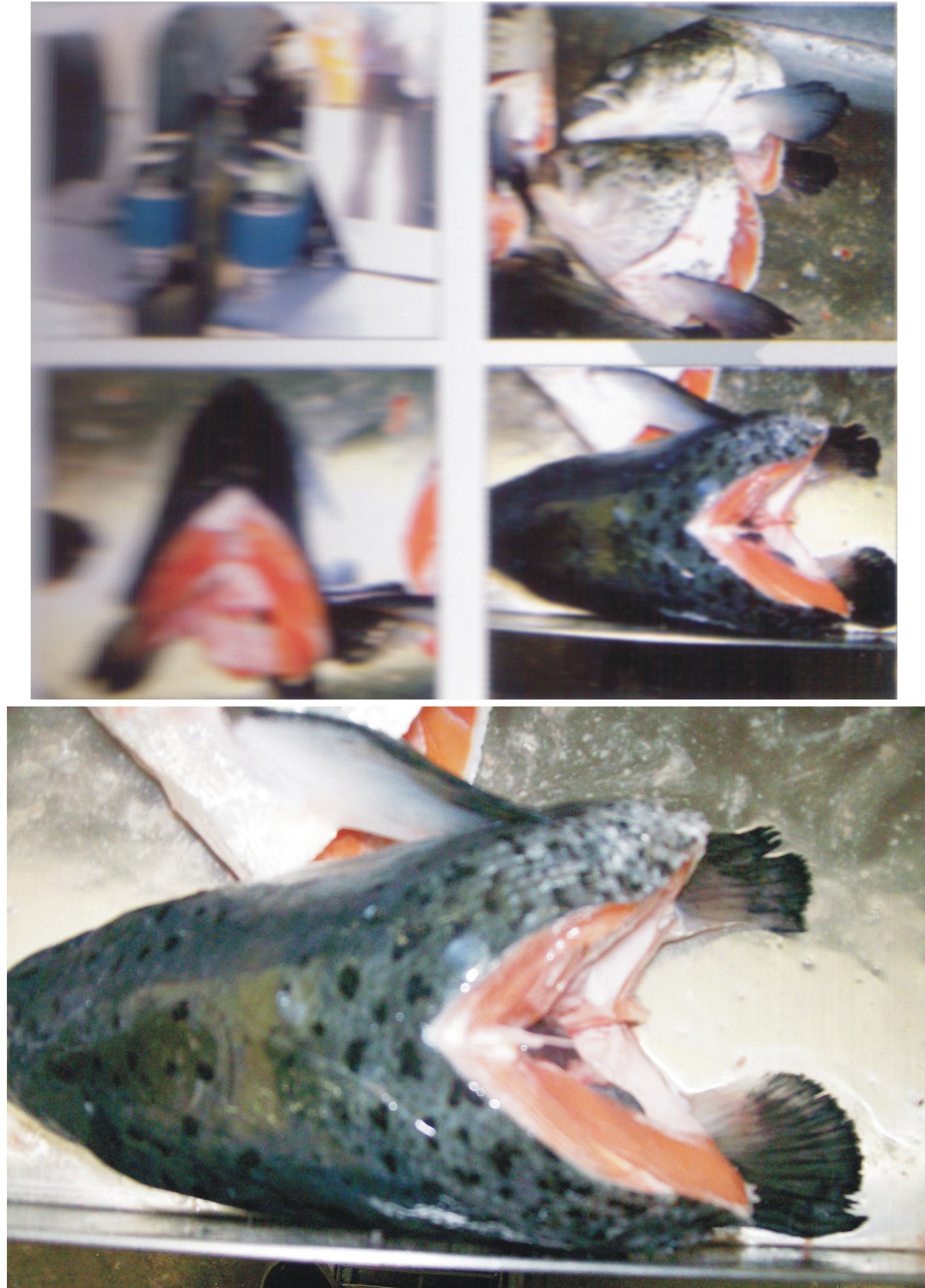 V Type Fish Head Cutting Machine